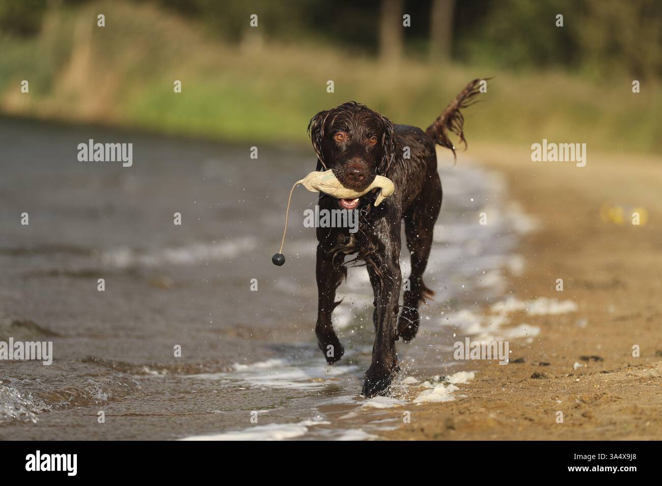 German longhaired Pointer Stock Photo - Alamy