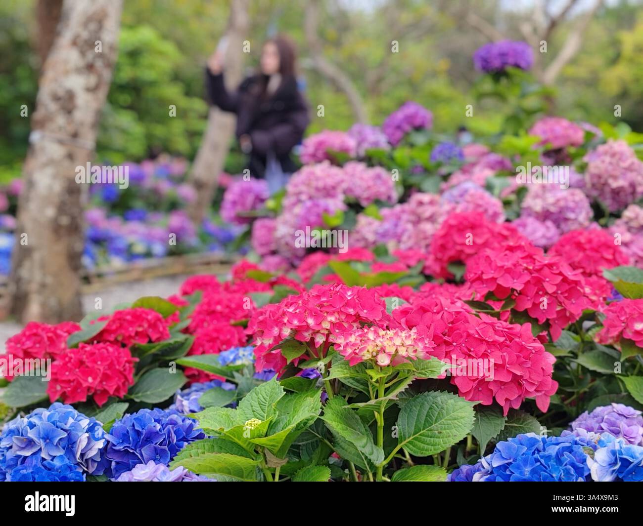 **CHINESE MAINLAND, HONG KONG, MACAU AND TAIWAN OUT** Spring flowers ...
