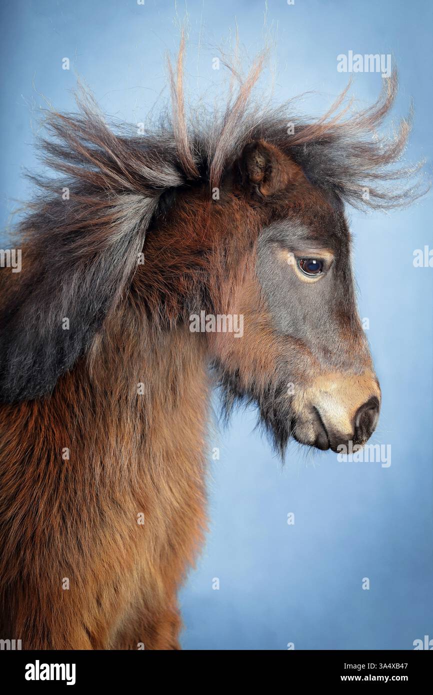 Shetland Pony in studio Stock Photo - Alamy