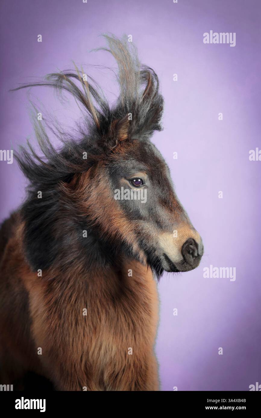 Shetland Pony in studio Stock Photo - Alamy