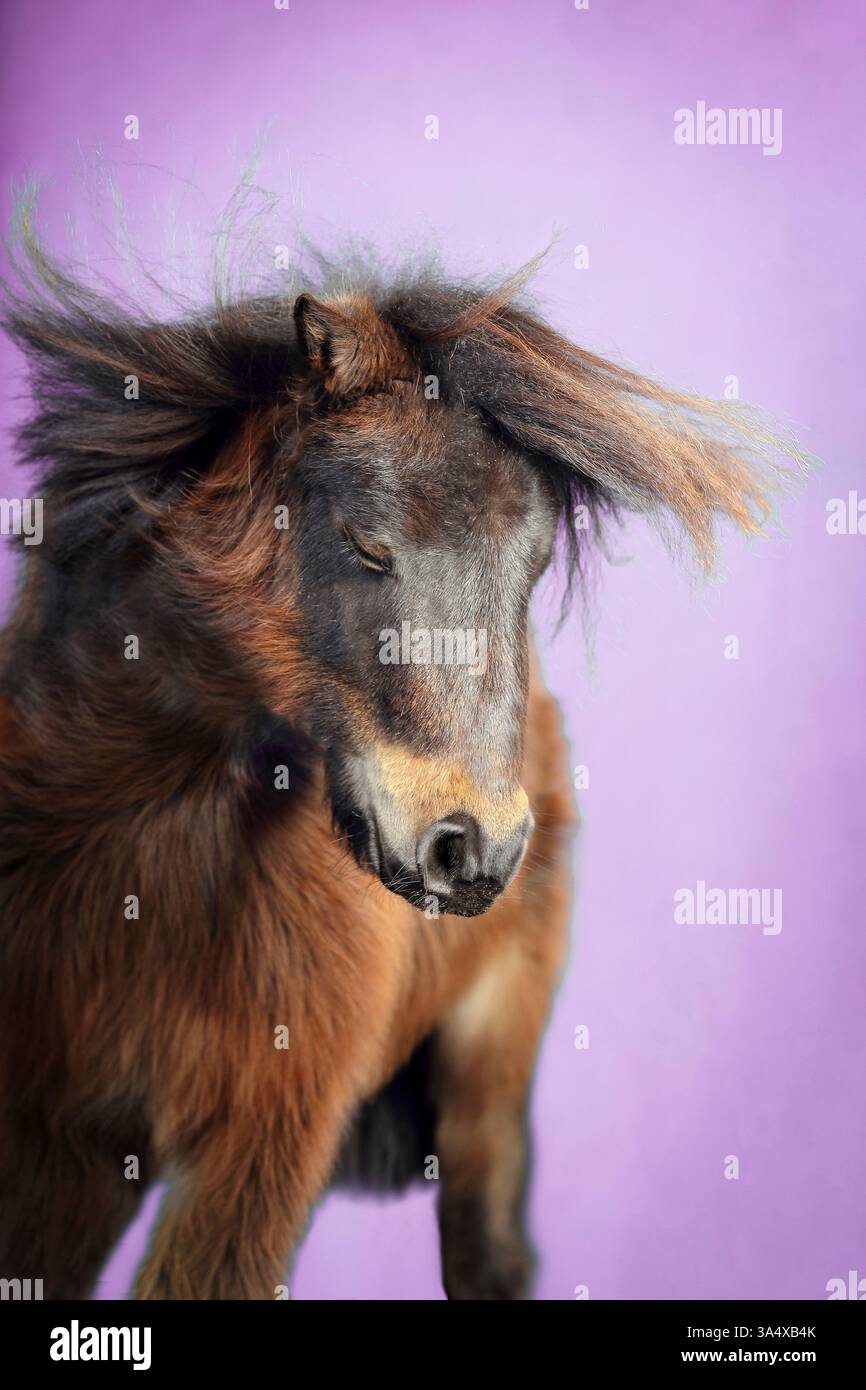 Shetland Pony in studio Stock Photo - Alamy