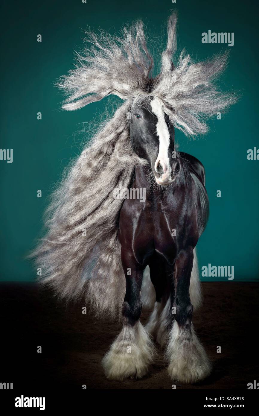 Irish Tinker in studio Stock Photo - Alamy
