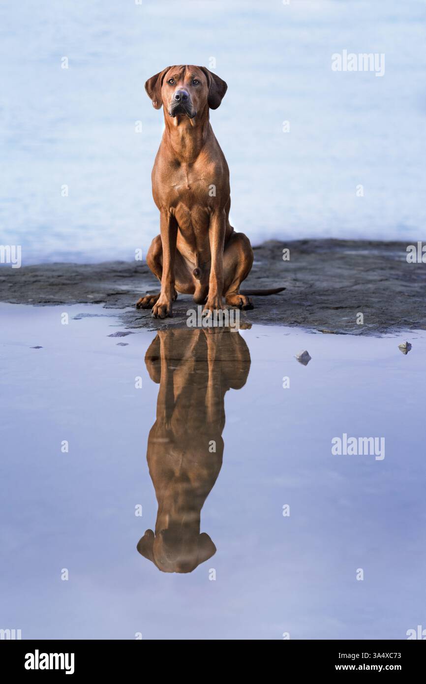 male Rhodesian Ridgeback Stock Photo - Alamy