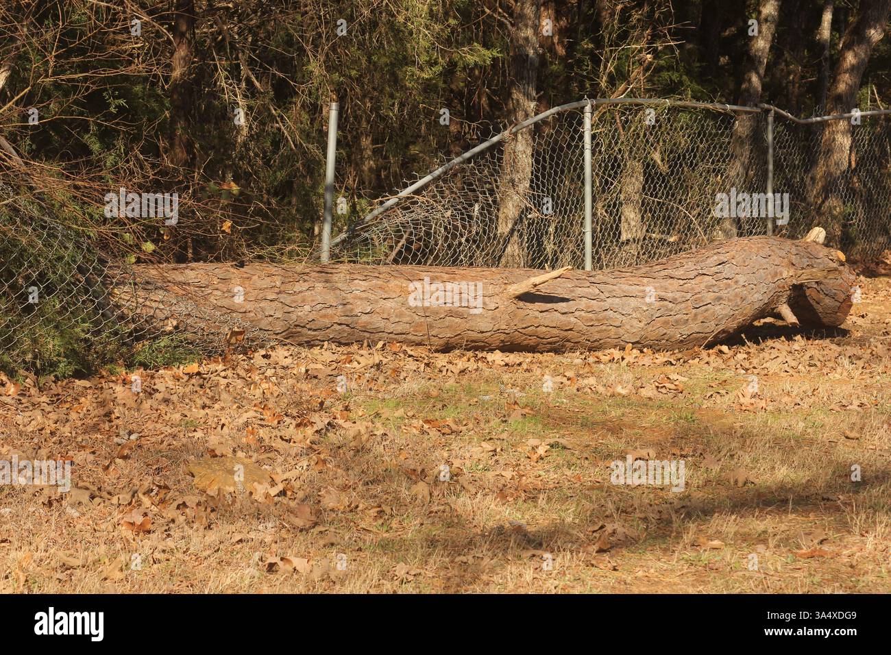 Fence Damaged From Tree Falling During Rain Storm Stock Photo - Alamy