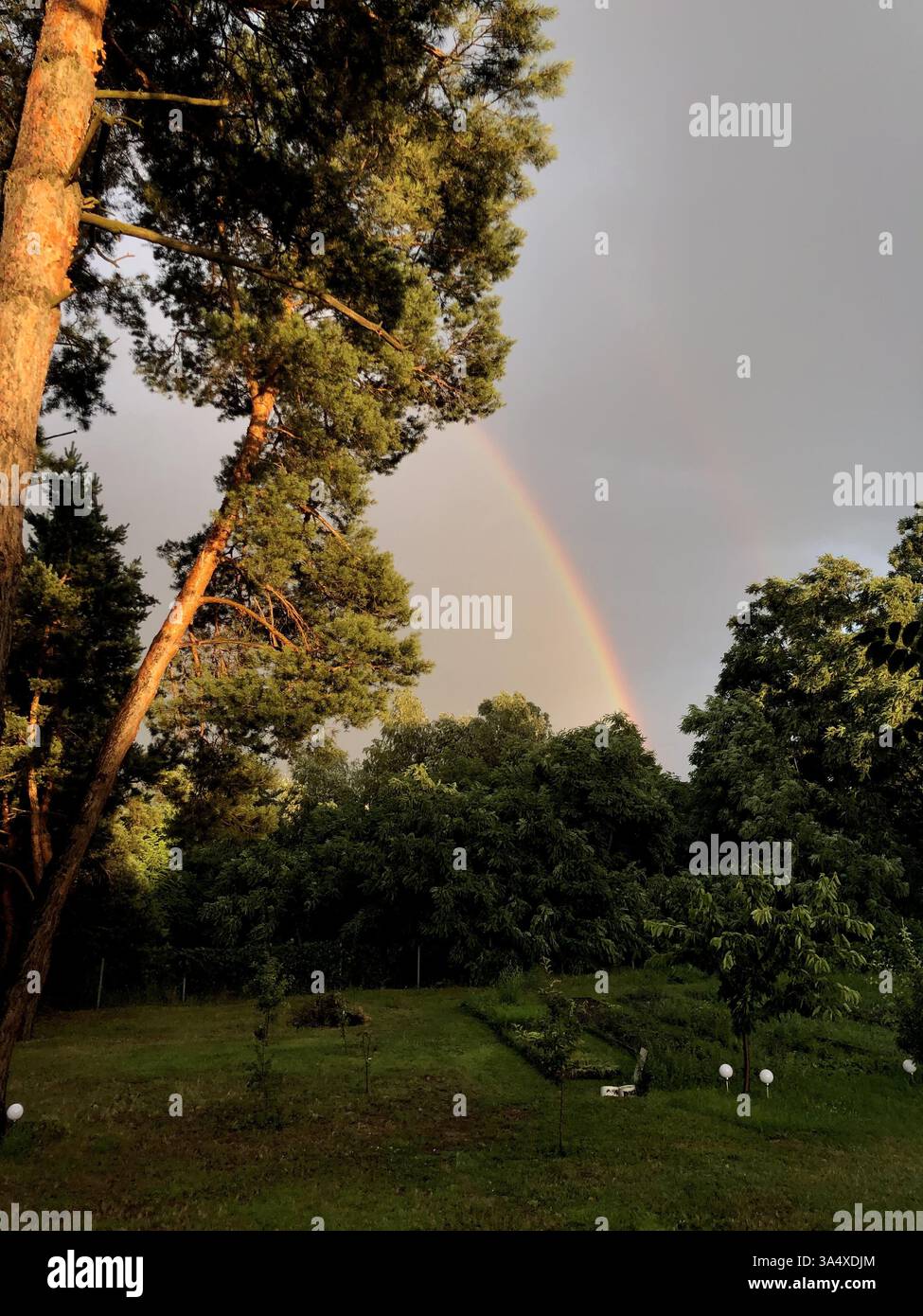 Pine trees in a garden, with a faint double rainbow and golden light ...