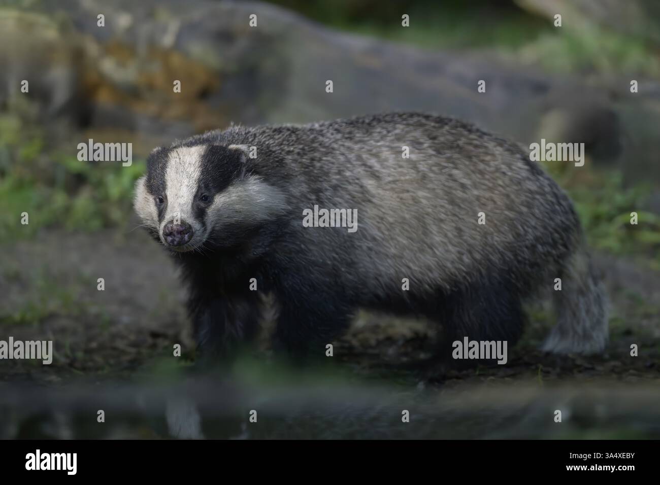 Badger movement hi-res stock photography and images - Alamy