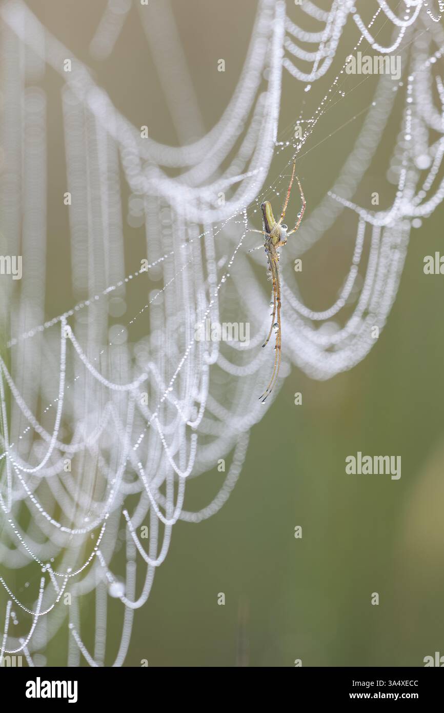 silver stretch spider Stock Photo - Alamy