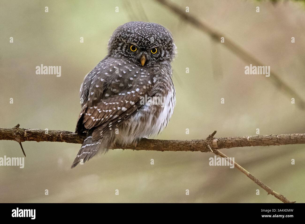 Predator bird on tree hi-res stock photography and images - Alamy