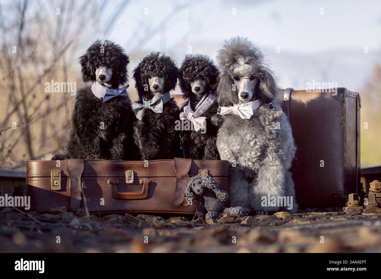 Royal Standard Poodles Stock Photo - Alamy
