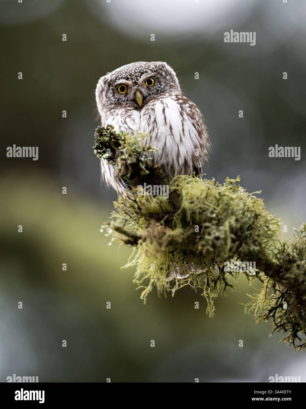 Eurasian pygmy owl watching down Stock Photo - Alamy