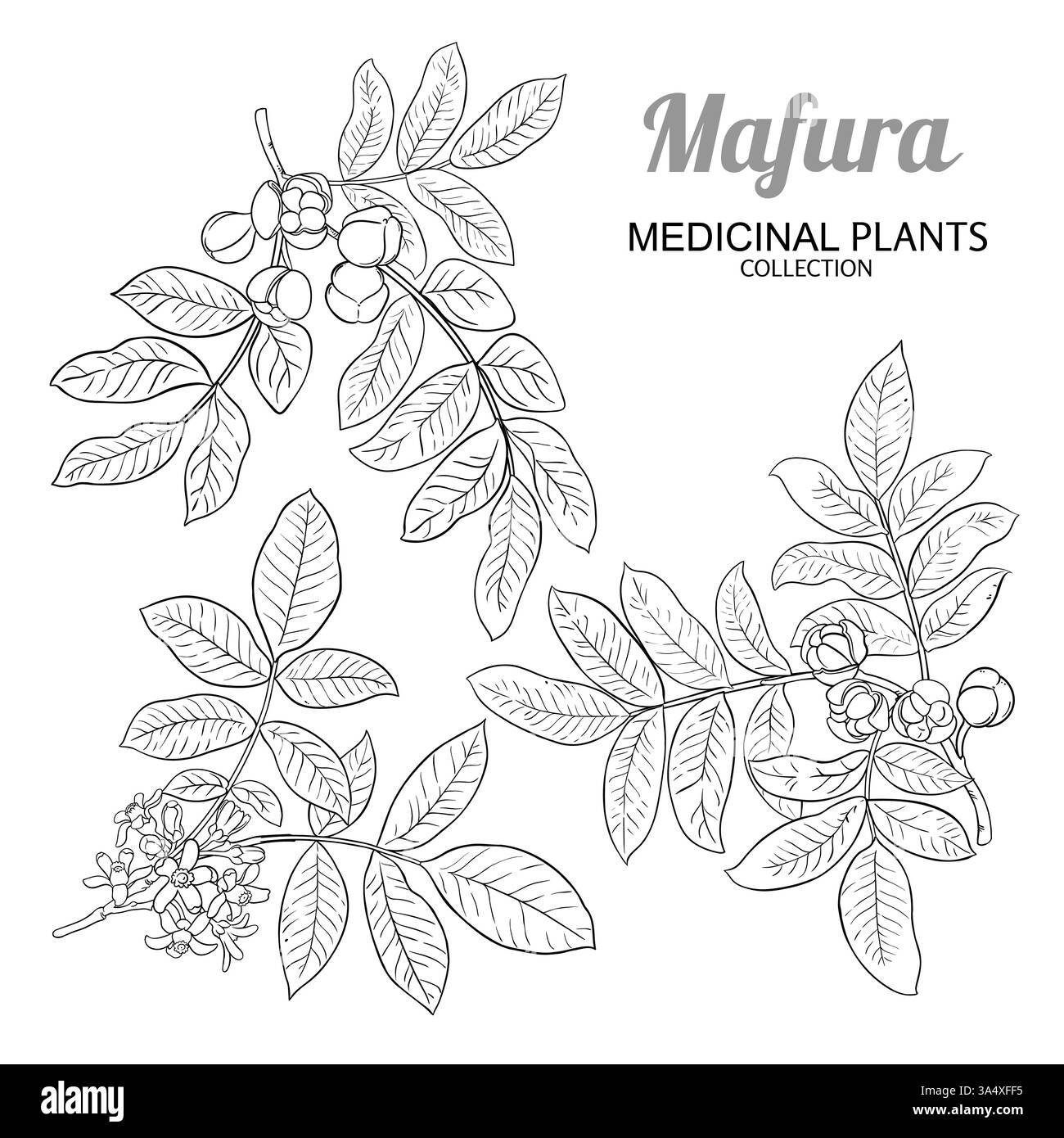 Flowers cape Black and White Stock Photos & Images - Alamy