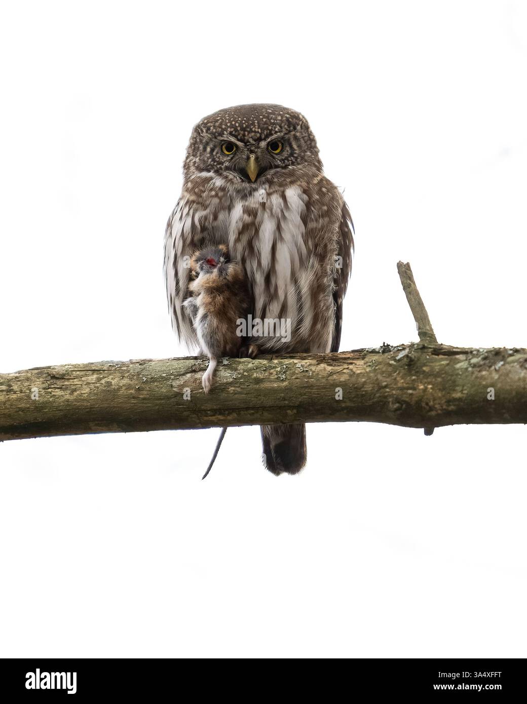 Raptor in forest hi-res stock photography and images - Alamy