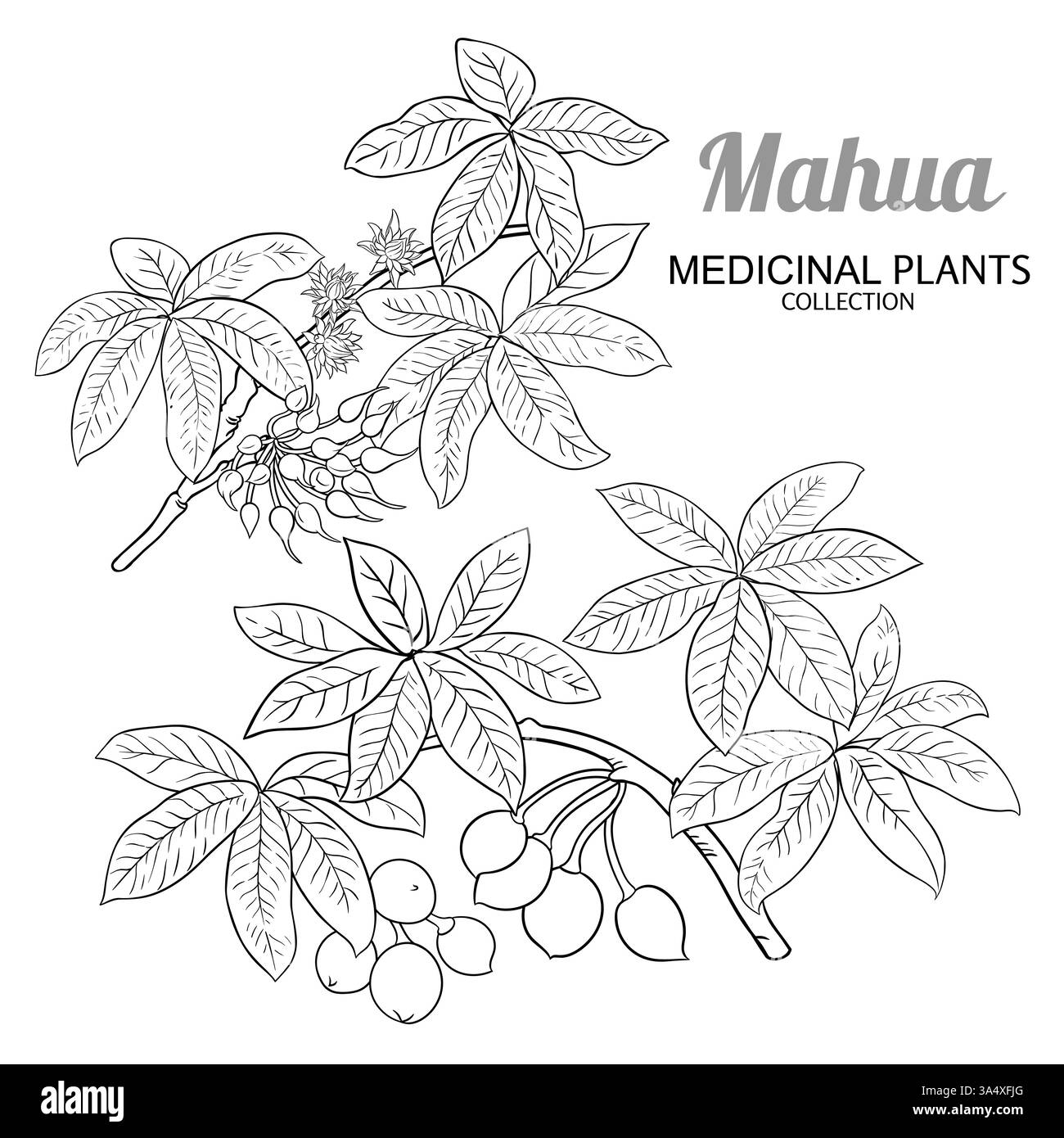 Mahua Branch with Flowers Outline Illustration Stock Vector Image & Art ...