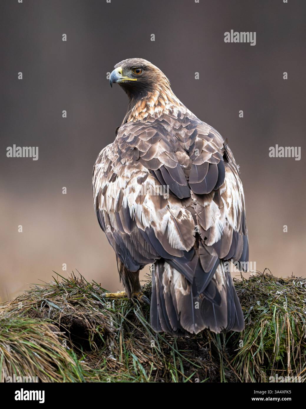 Golden eagle looking back with forest background Stock Photo - Alamy
