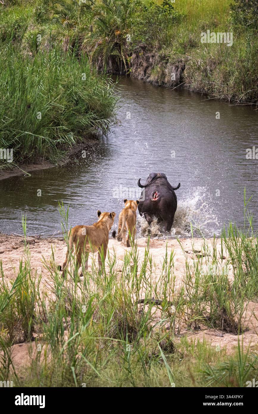 A wounded Cape Buffalo (Syncerus caffer) flees lionesses (Panthera leo ...