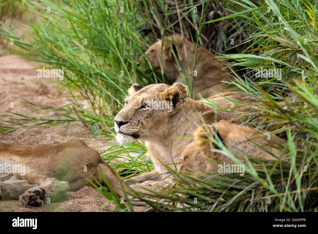 A pride of lionesses (Panthera leo) sit in a sandy dry watercourse in ...