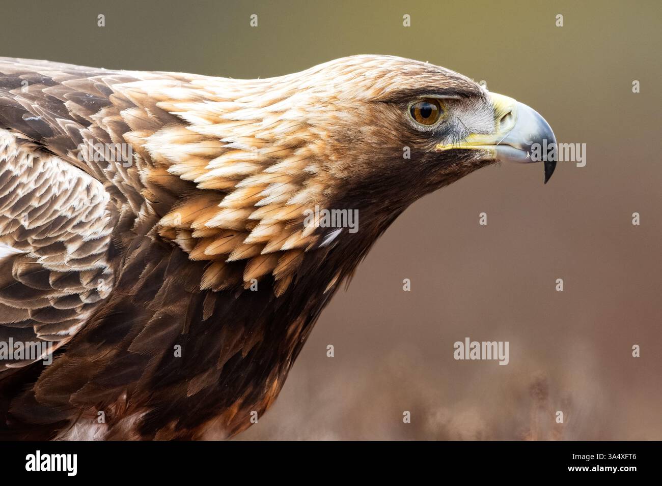 Golden eagle portrait in the bog scenery Stock Photo - Alamy