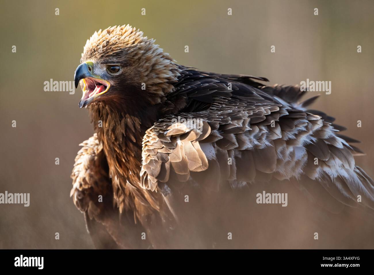 Golden eagle irritated and angry Stock Photo - Alamy