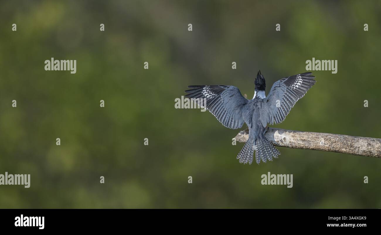 Landing Patterns of a Belted Kingfisher Stock Photo - Alamy