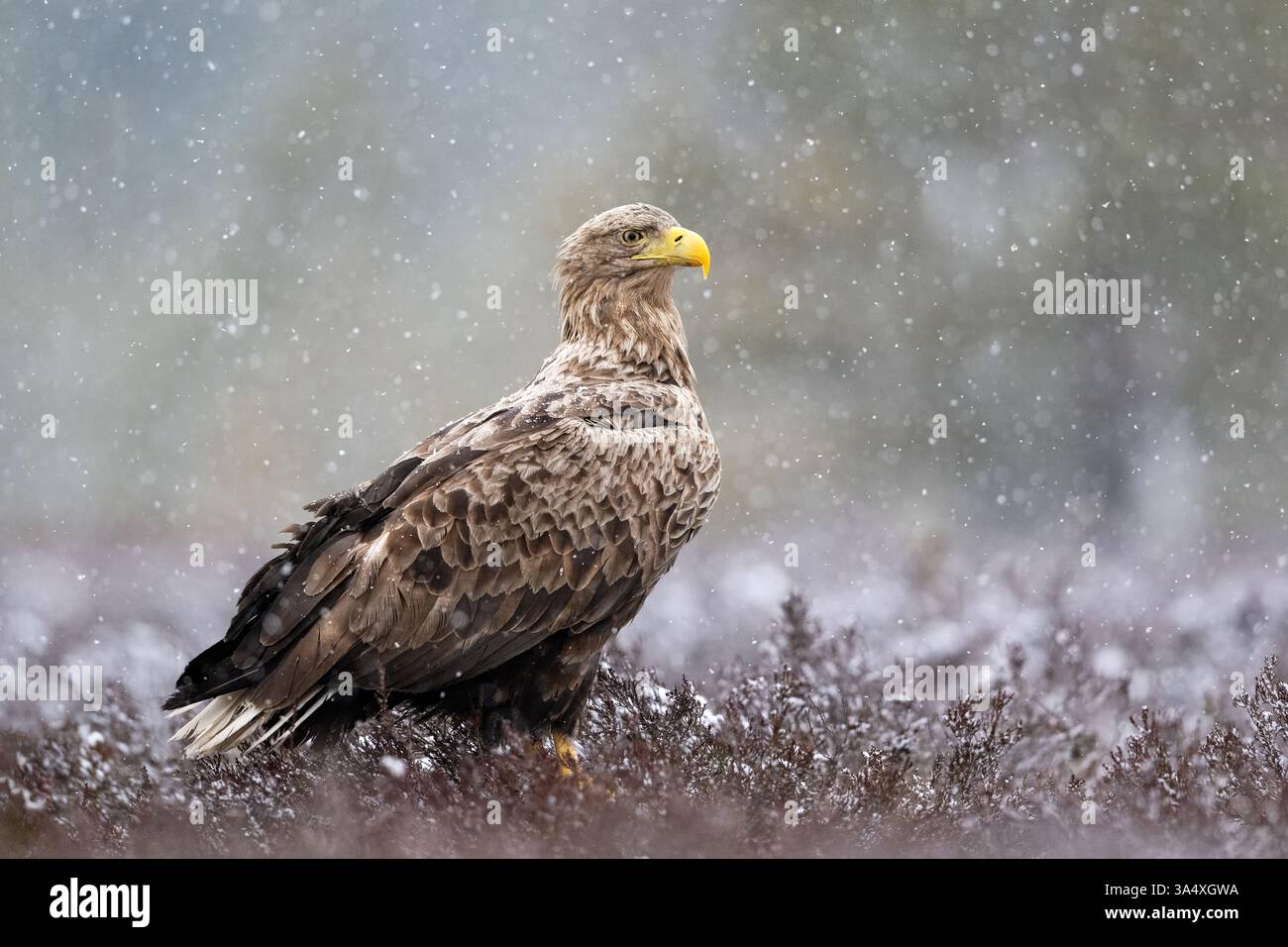 Wildlife scenery hi-res stock photography and images - Alamy