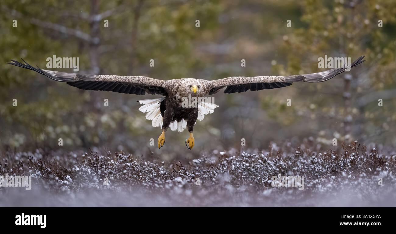 White tailed eagle haliaeetus albicilla approaching hi-res stock ...