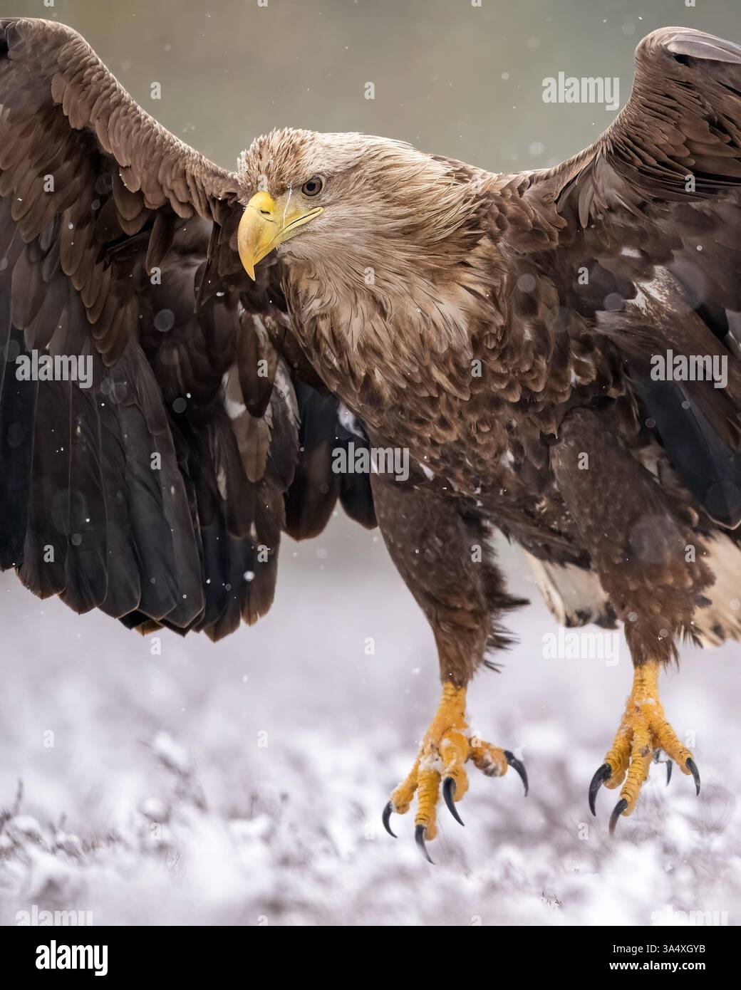 White-tailed eagle closeup in landing, visible claws Stock Photo - Alamy