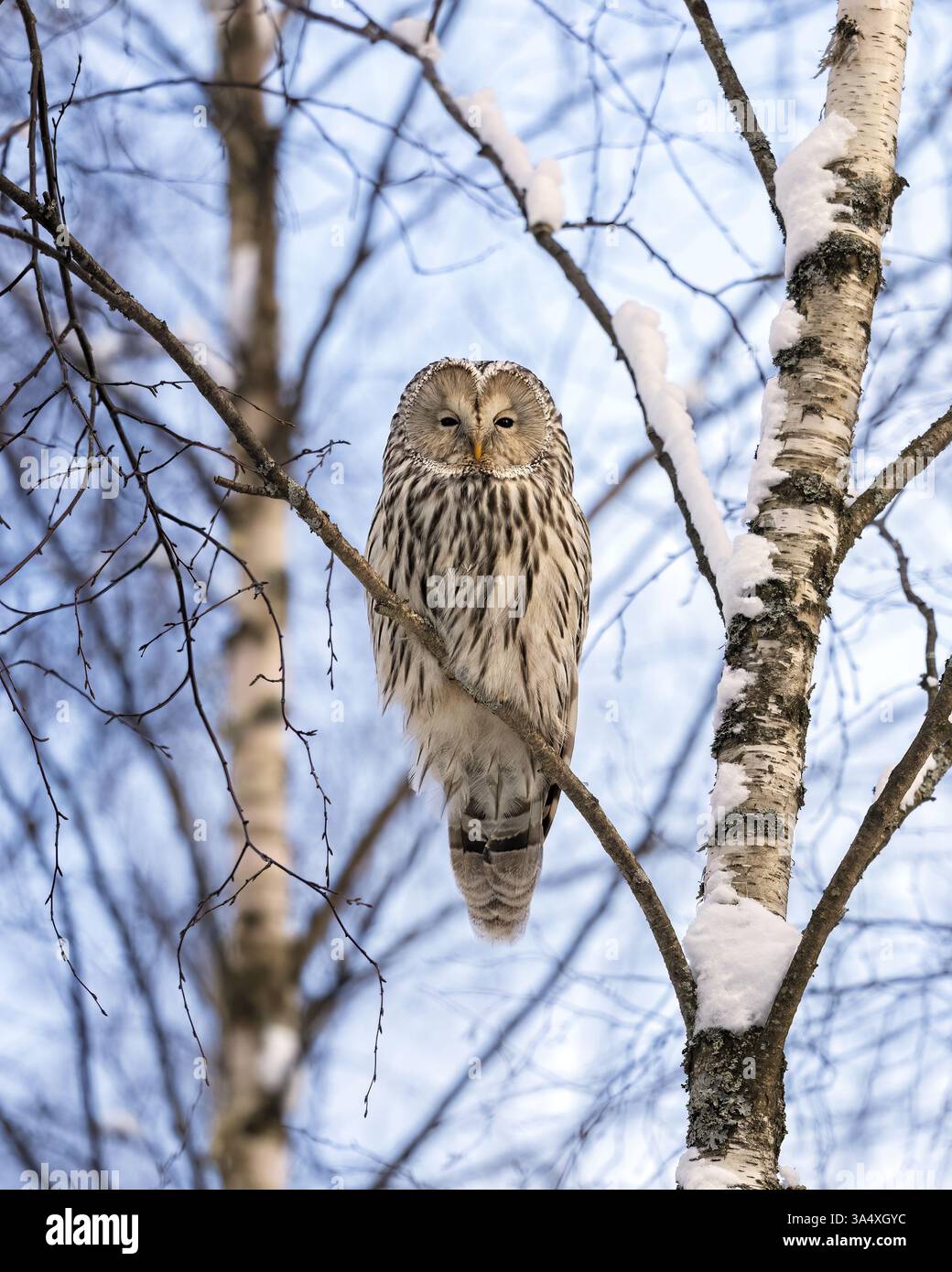 Owl in birch hi-res stock photography and images - Alamy