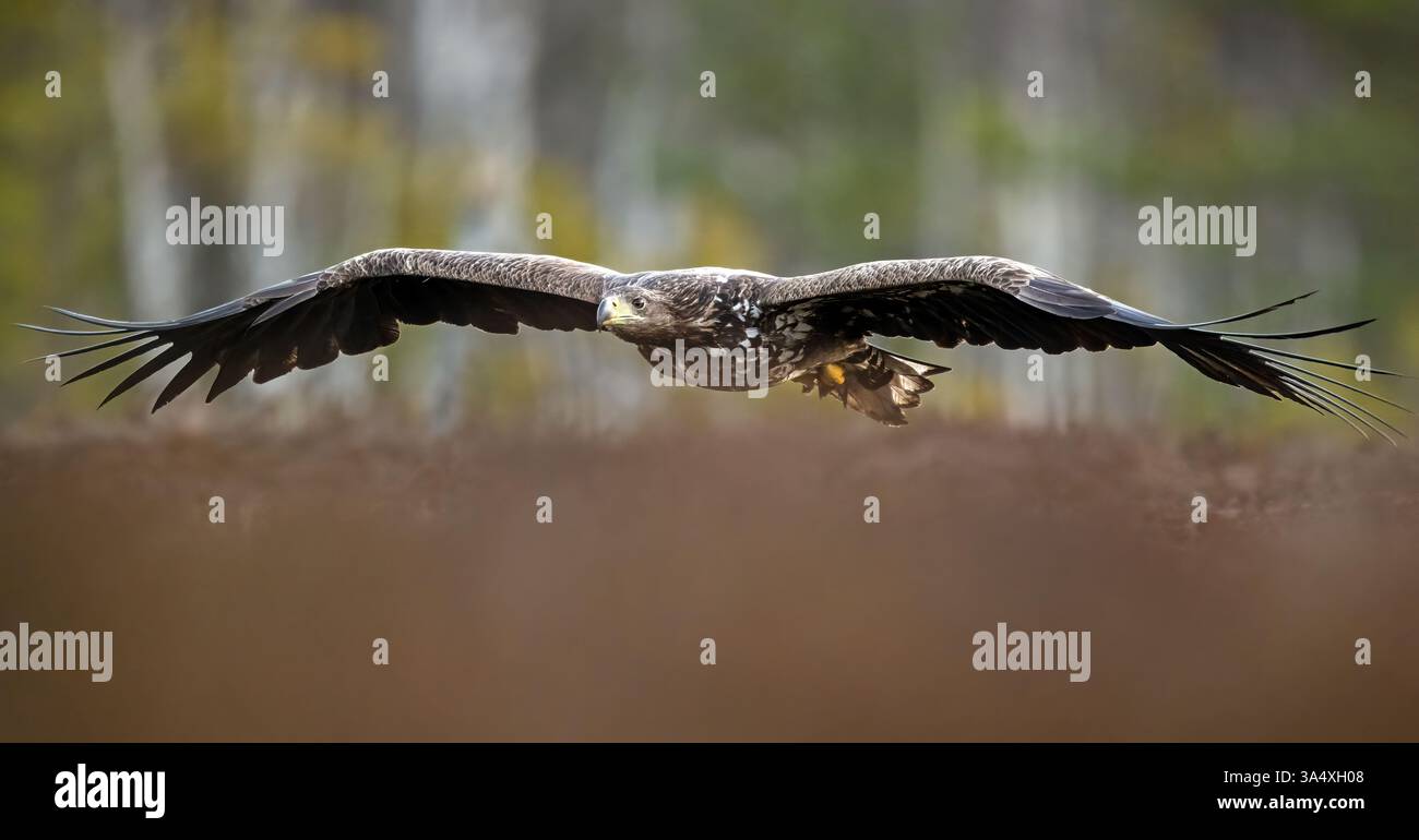 Eagle with bog landscape hi-res stock photography and images - Alamy