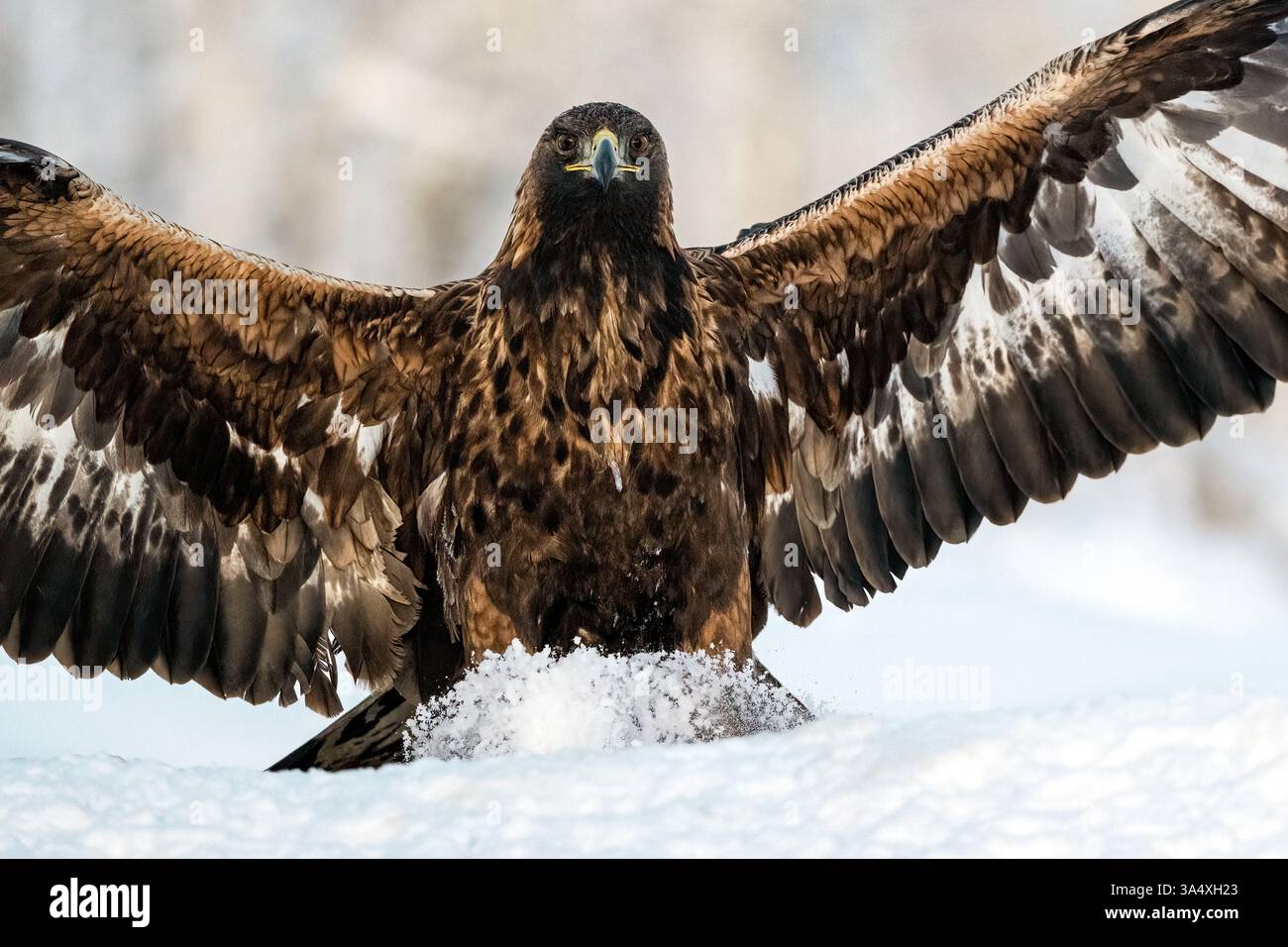 Golden eagle powerful landing into snow Stock Photo - Alamy
