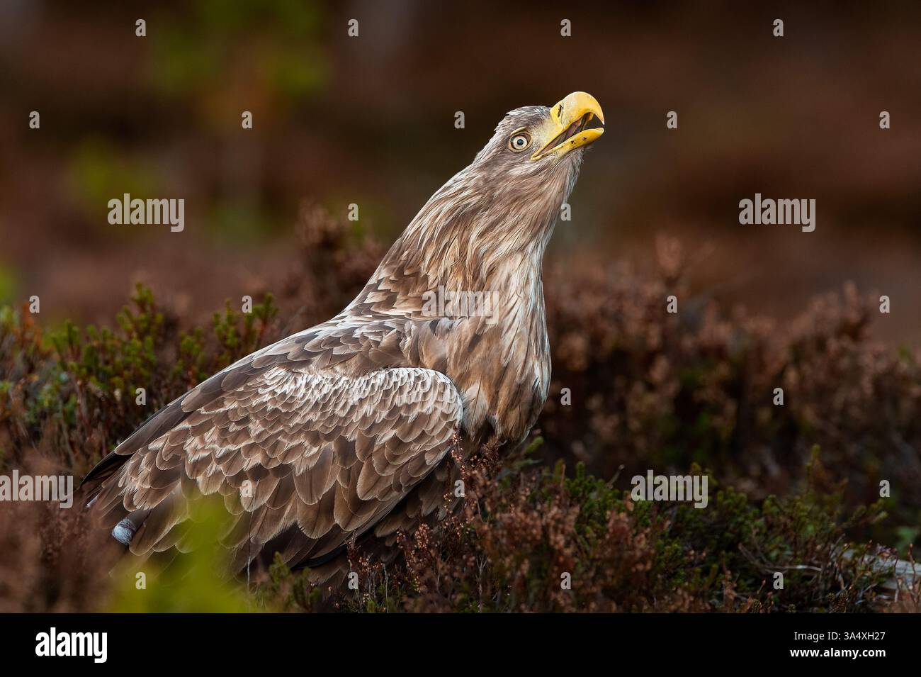 eagle beak open in the bog Stock Photo - Alamy