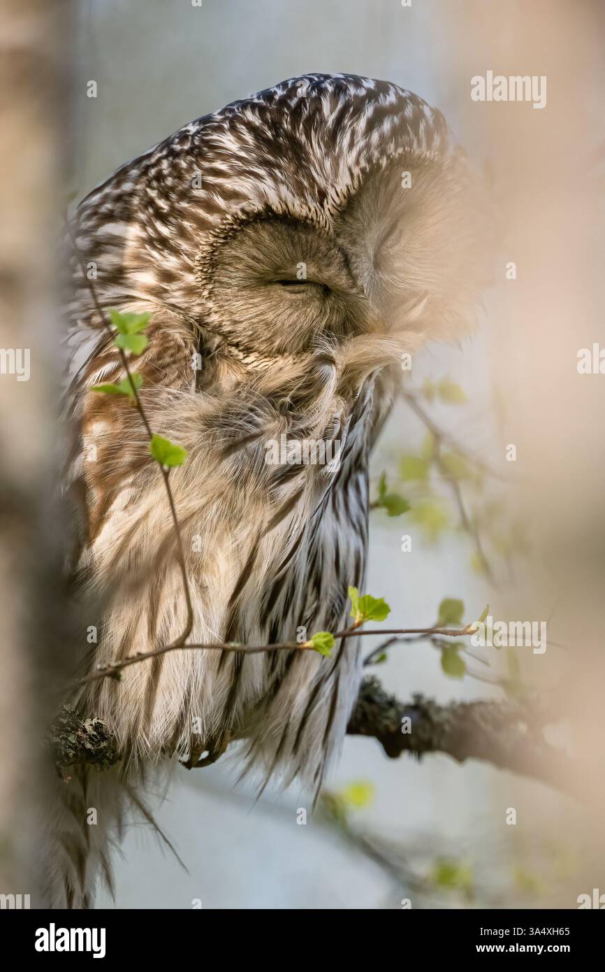 Cleaning feather hi-res stock photography and images - Alamy