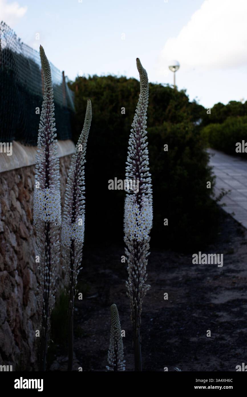 white flower spikes of Sea Squill (Drimia maritima) in a natural ...