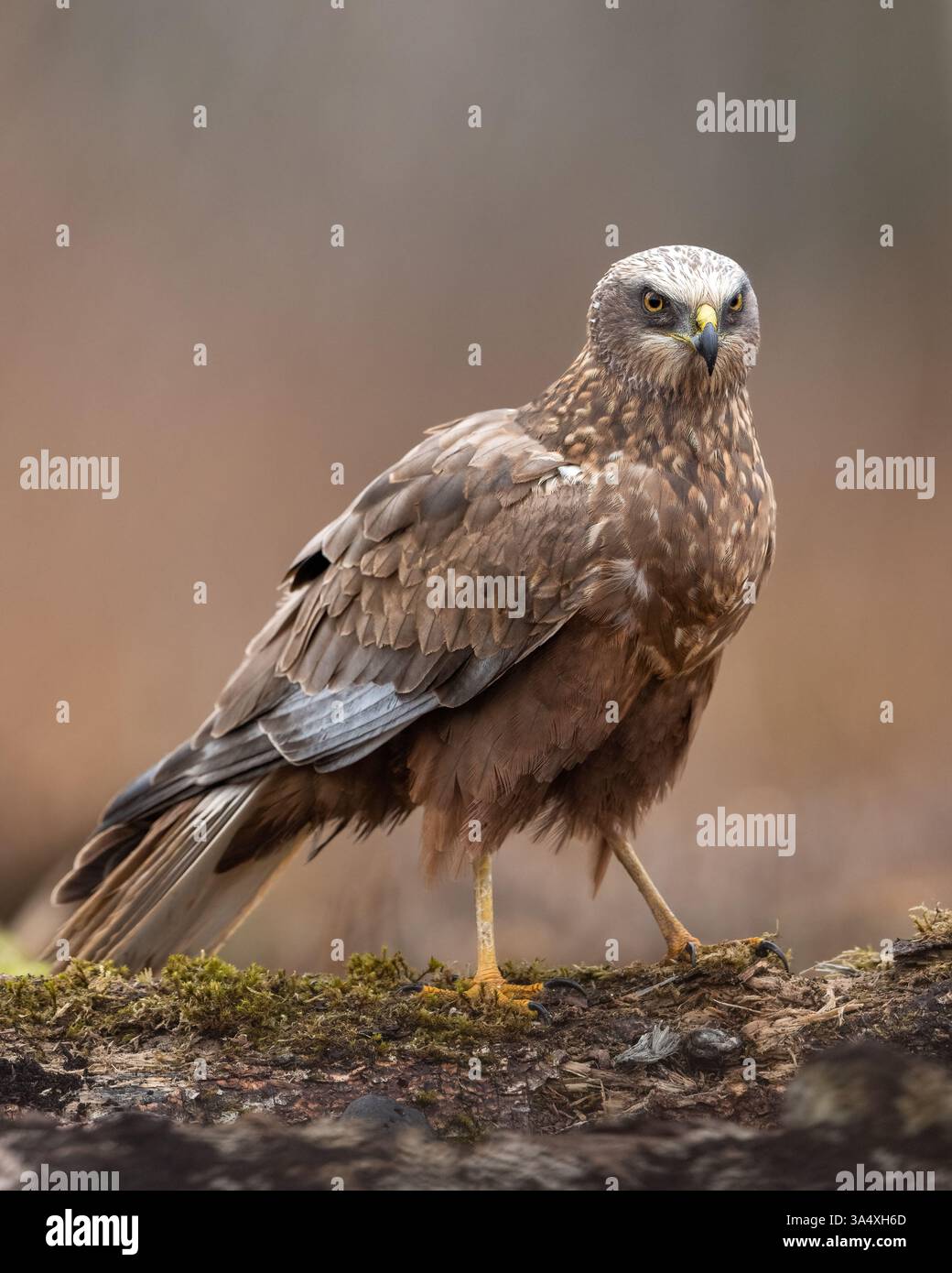Marsh harrier in the forest scenery Stock Photo - Alamy