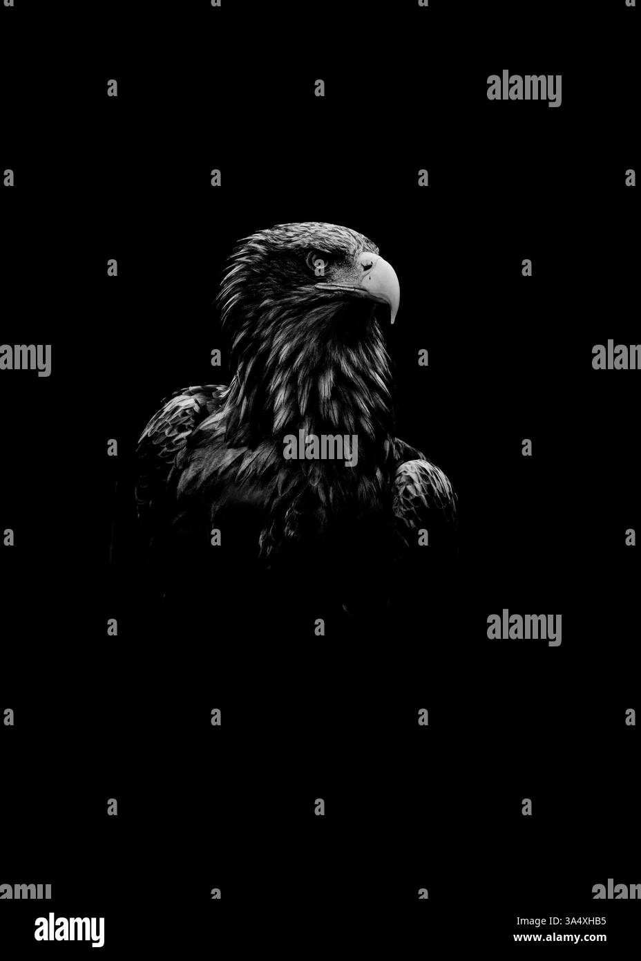 Eagle texture Black and White Stock Photos & Images - Alamy