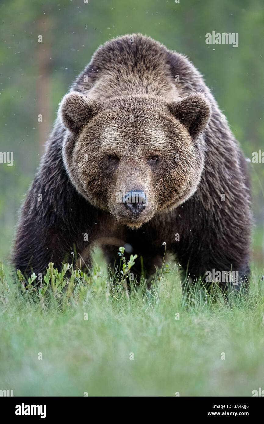 Big male brown bear with powerful pose Stock Photo - Alamy