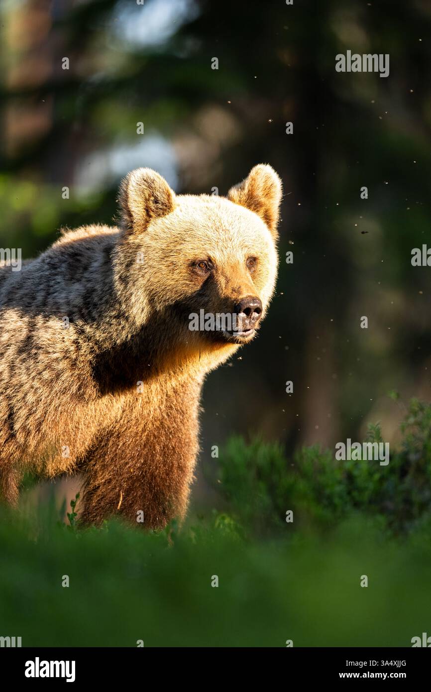 Female brown bear at the evening sunlight deep in the forest Stock ...