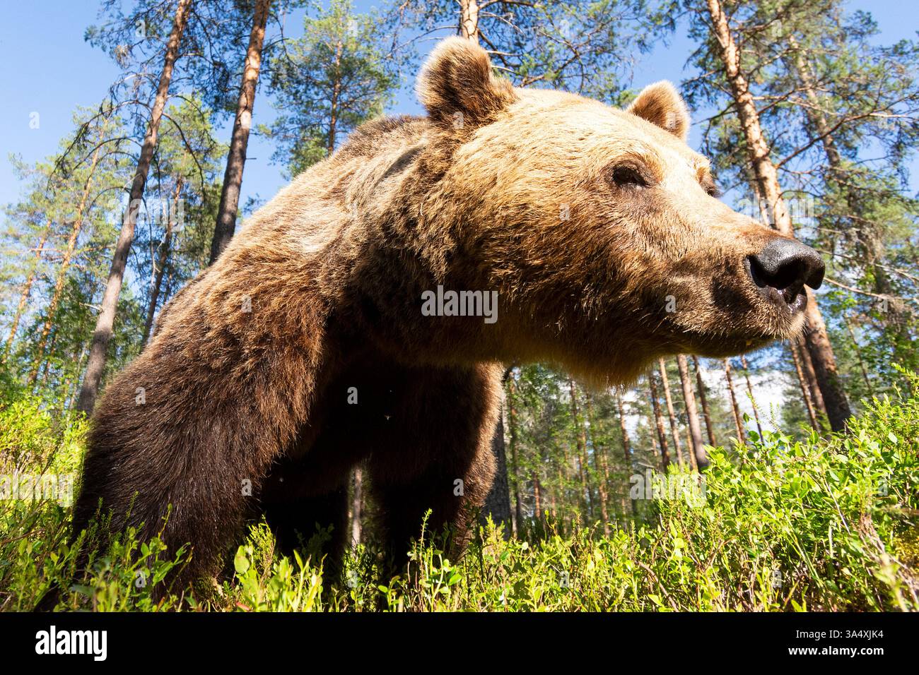 Big male brown bear wide-angle view, closeup of brown bear Stock Photo ...
