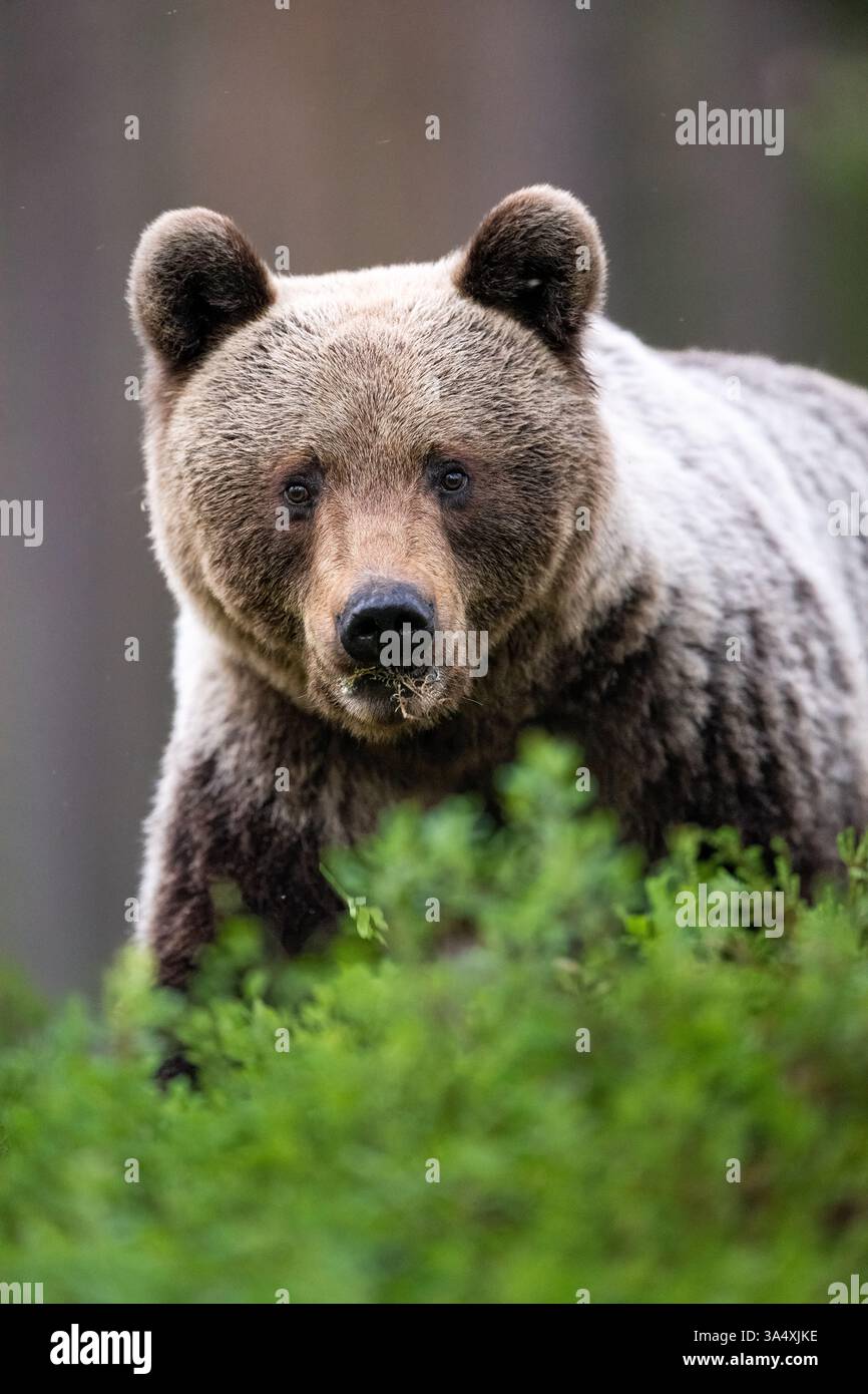 Female brown bear portrait in the forest Stock Photo - Alamy