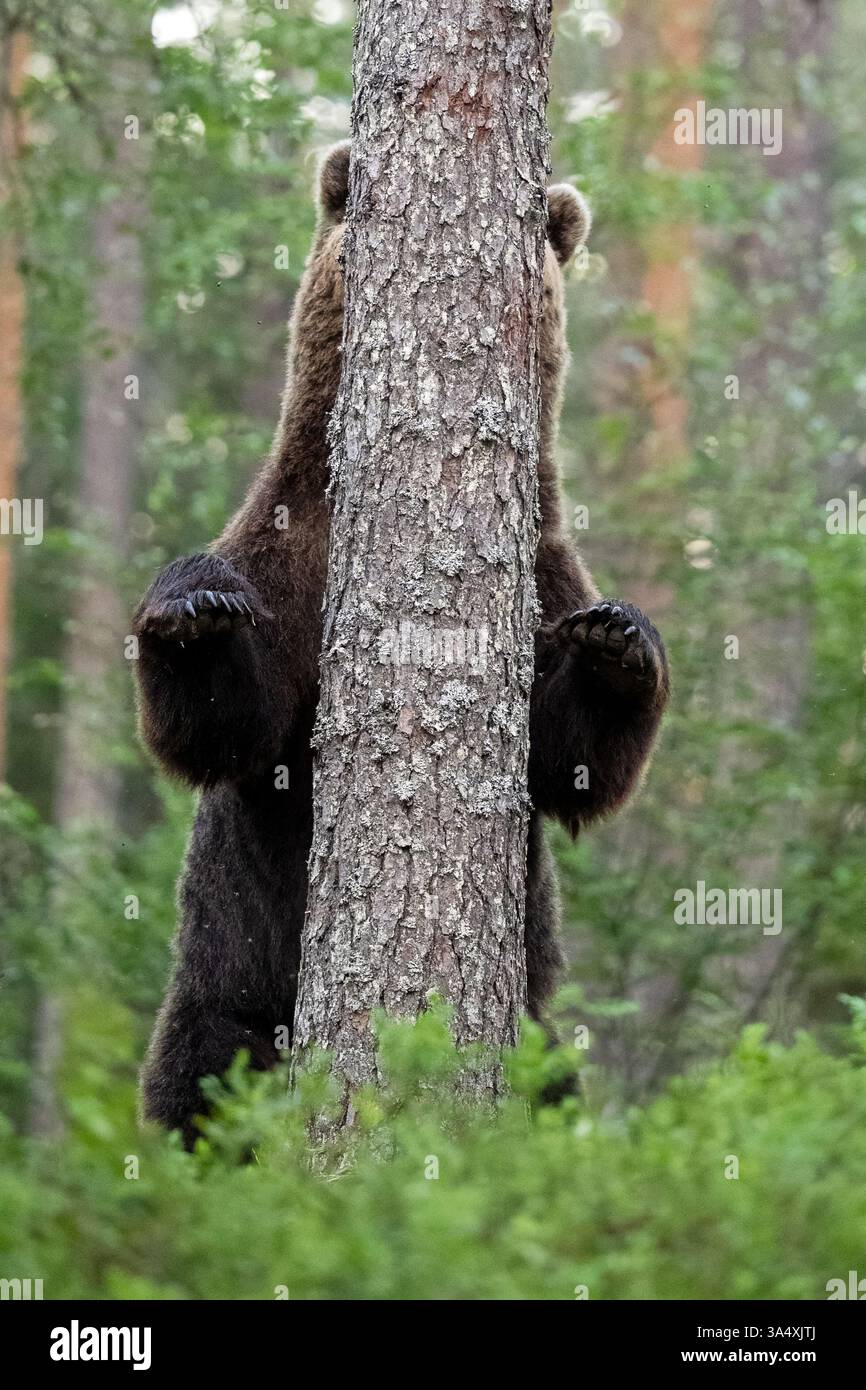 Brown bear behind a tree Stock Photo - Alamy