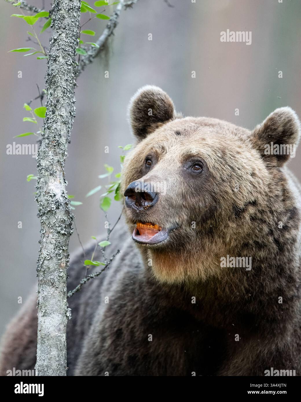 Birch pose hi-res stock photography and images - Alamy