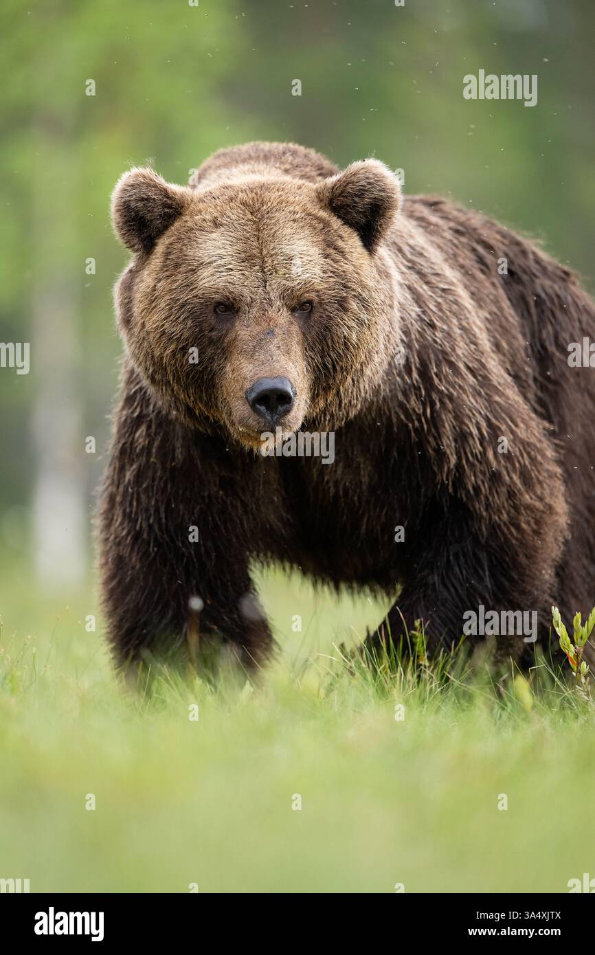 Big male brown bear portrait Stock Photo - Alamy