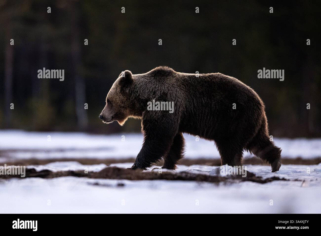 Brown bear walking on snow, forest background Stock Photo - Alamy