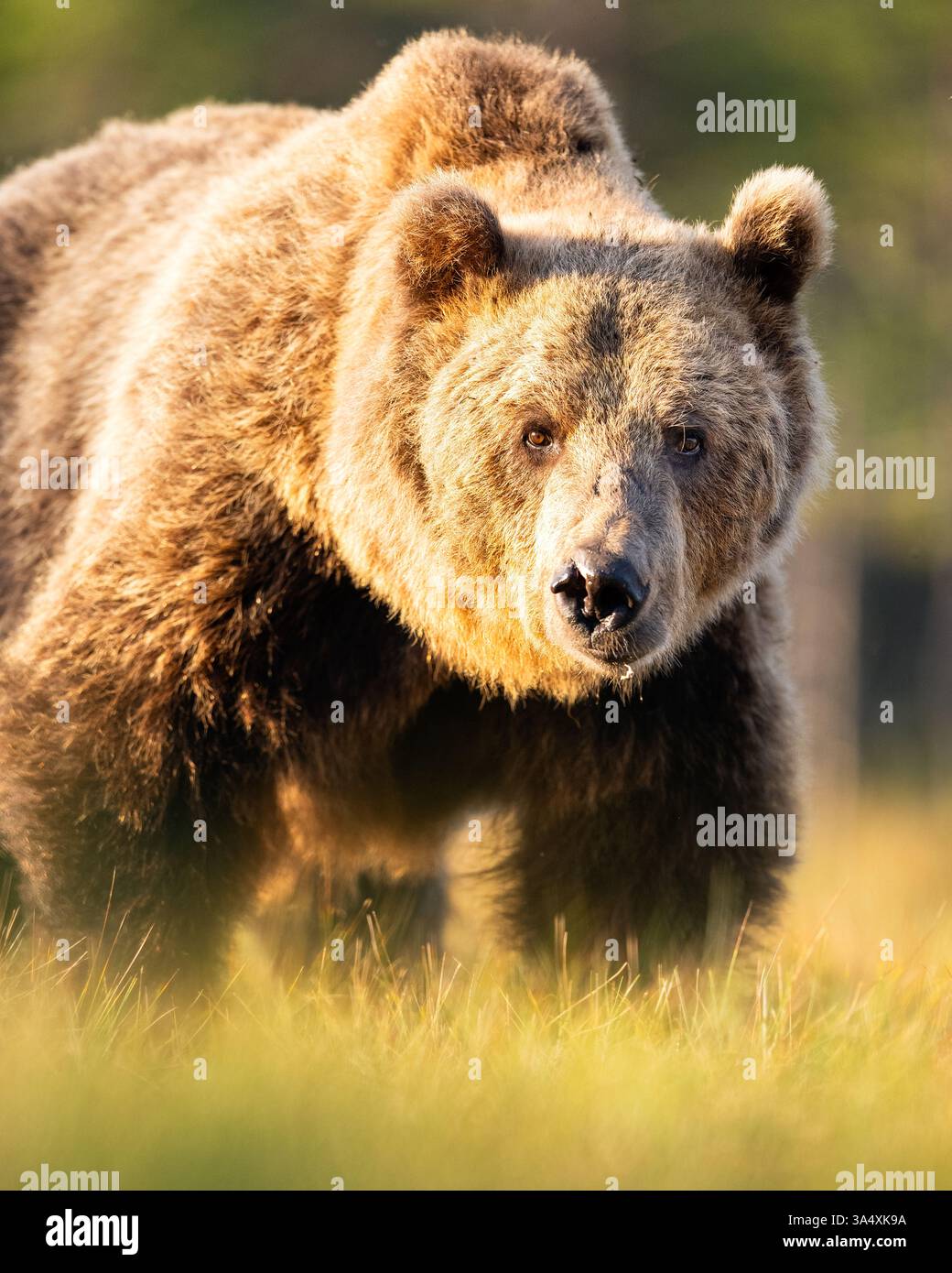 Big, old male brown bear portrait Stock Photo - Alamy