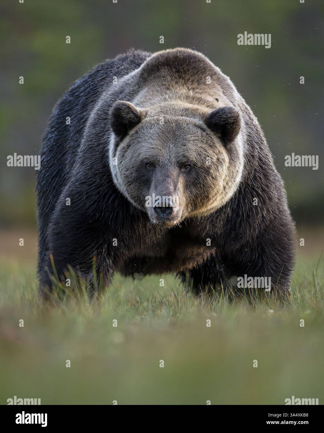 Big Male Brown Bear Serious Look Stock Photo Alamy