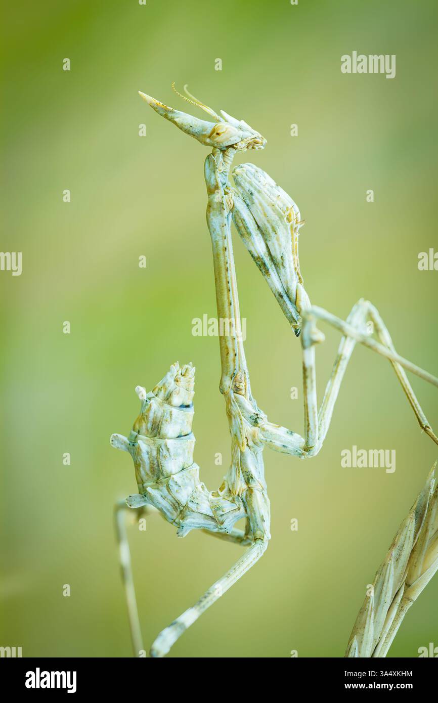 Preying mantis wallpaper hi-res stock photography and images - Alamy