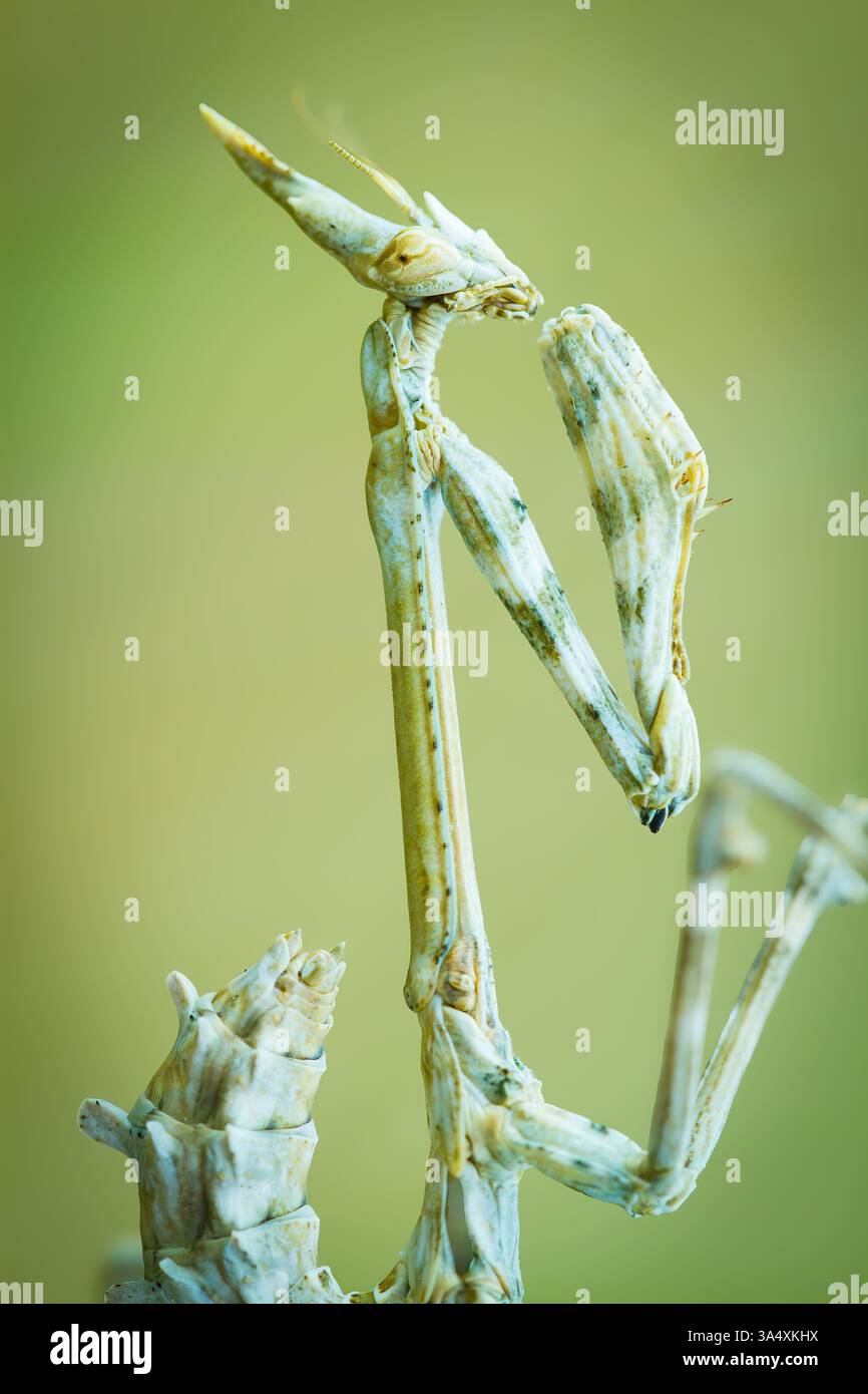 Close-up of a praying mantis with colorful camouflage and details and a ...
