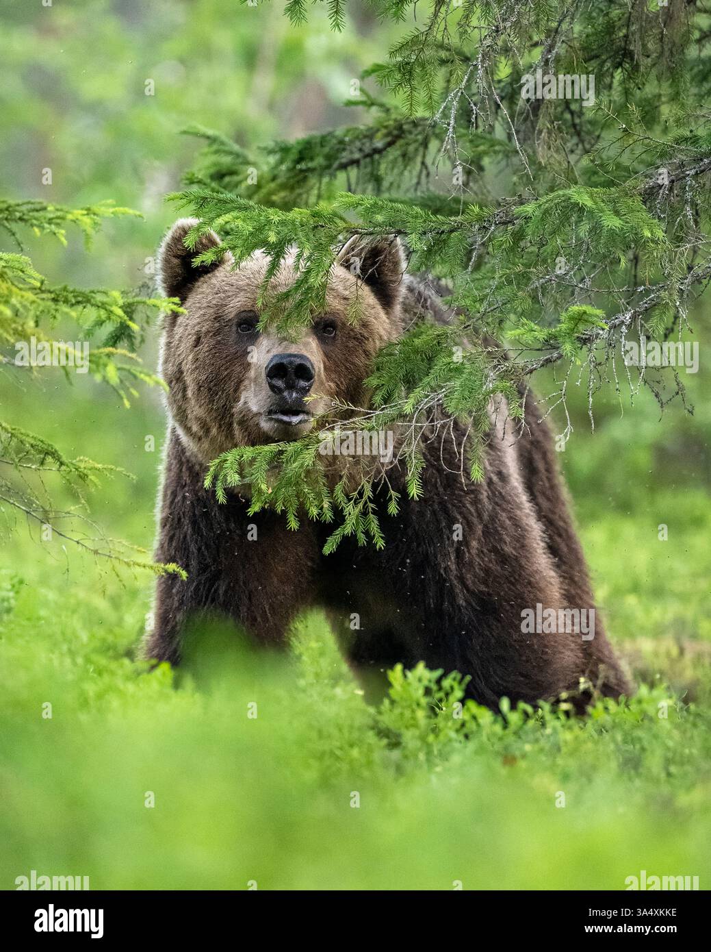 Brown bear in the forest, peeking behind a tree Stock Photo - Alamy
