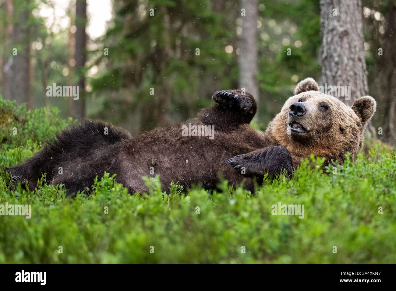 Brown bear resting in the forest in his back Stock Photo - Alamy