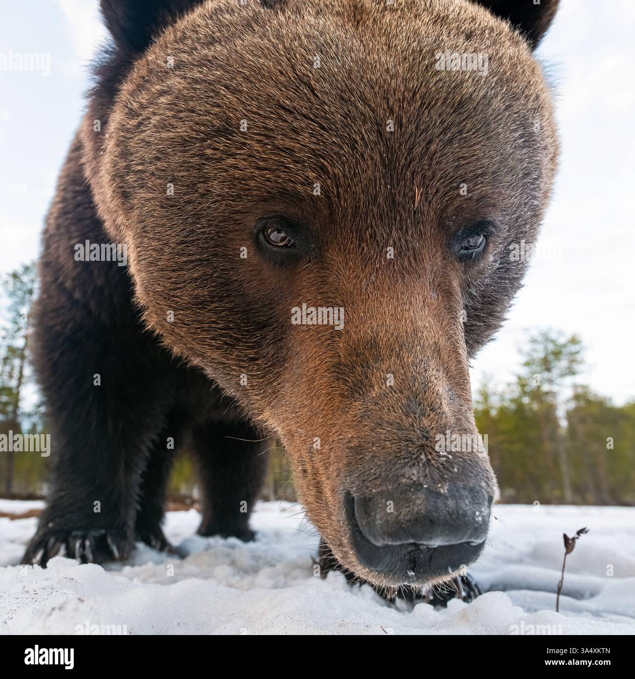 Big dark brown bear very close Stock Photo - Alamy