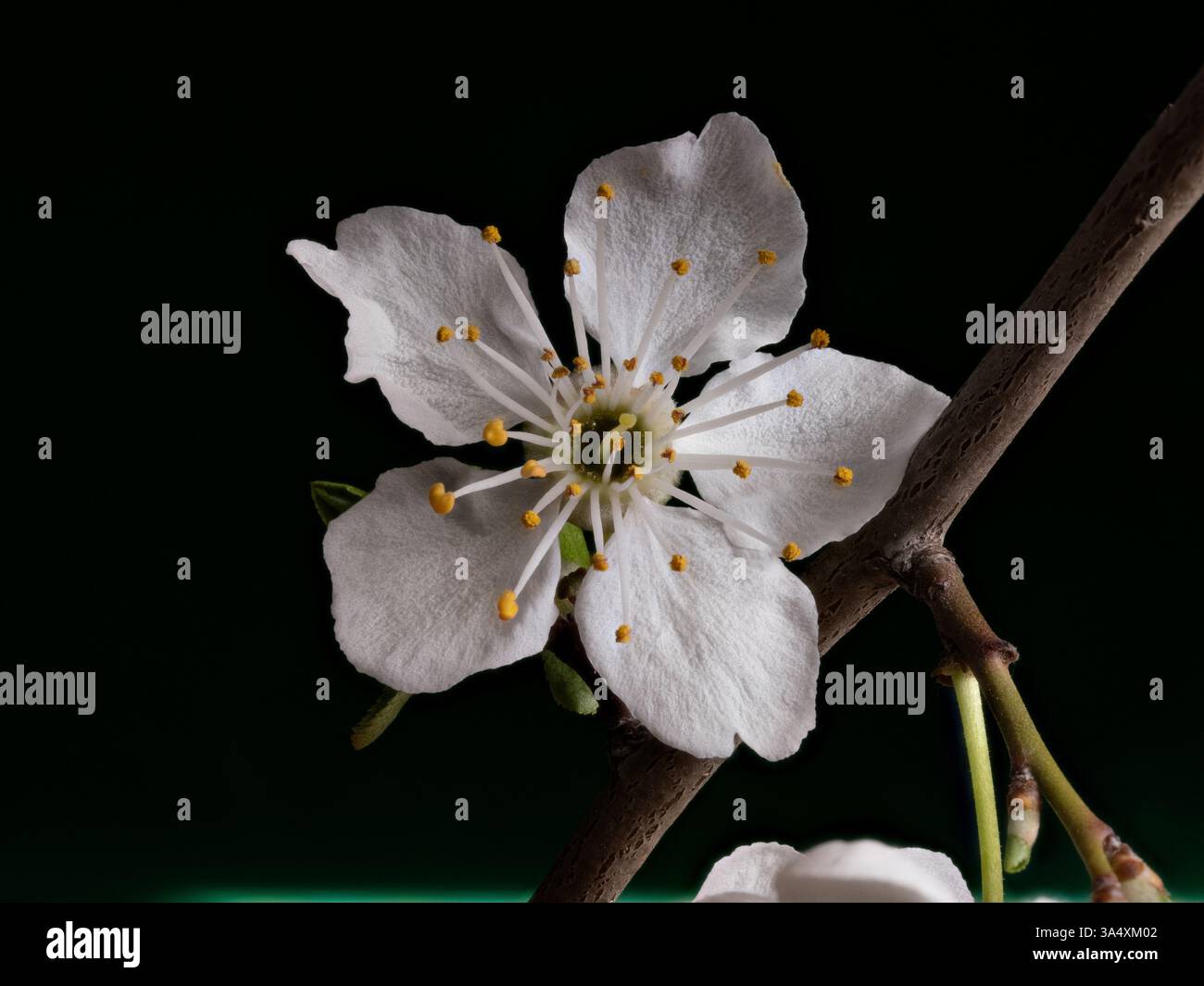The photograph features a white flower blooming on a thin branch with ...